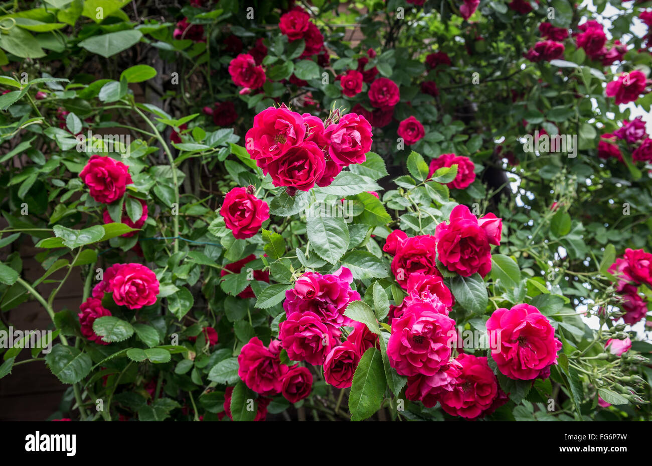 Red roses in small garden on polish countryside Stock Photo - Alamy