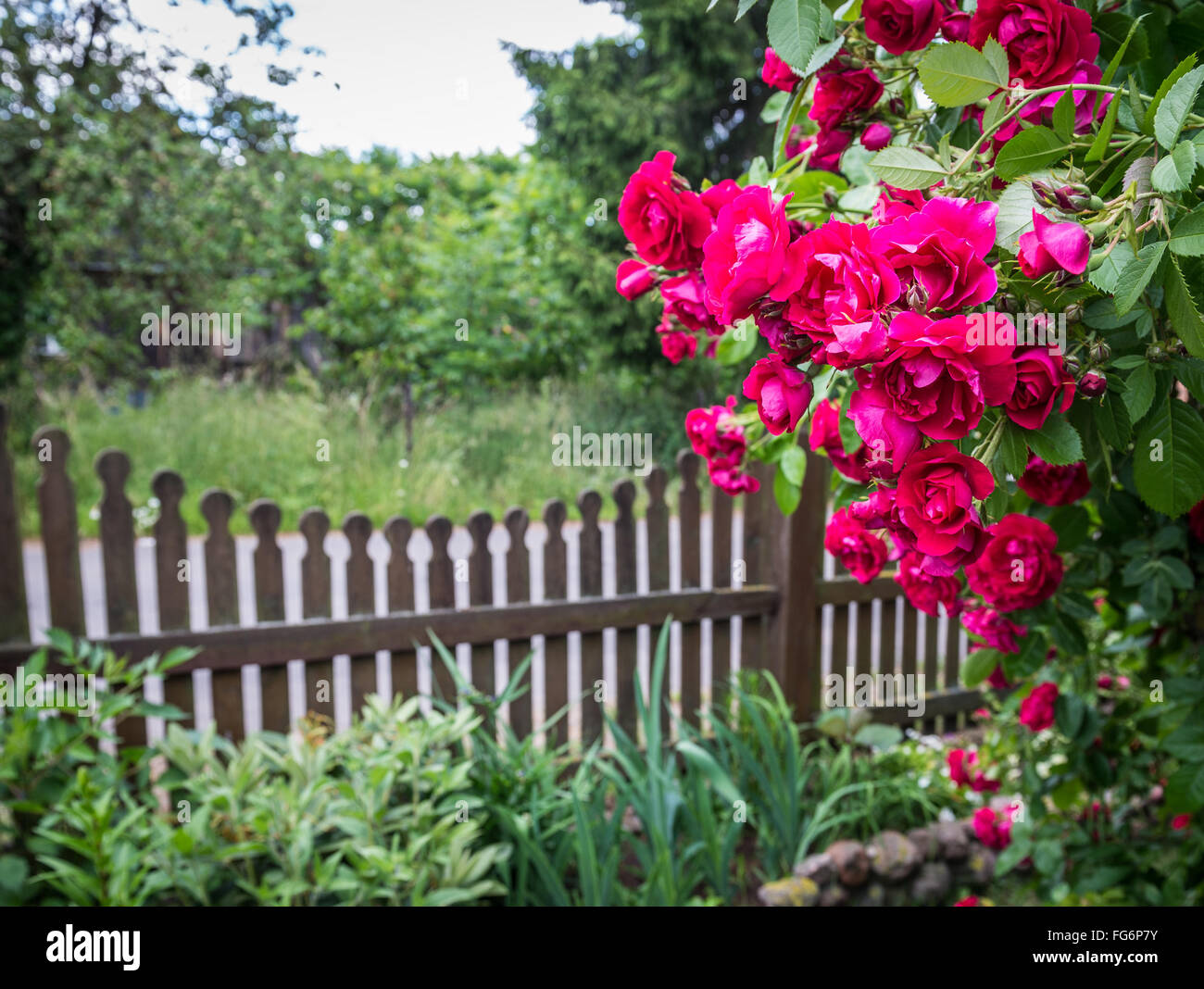 Red roses in small garden on polish countryside Stock Photo - Alamy