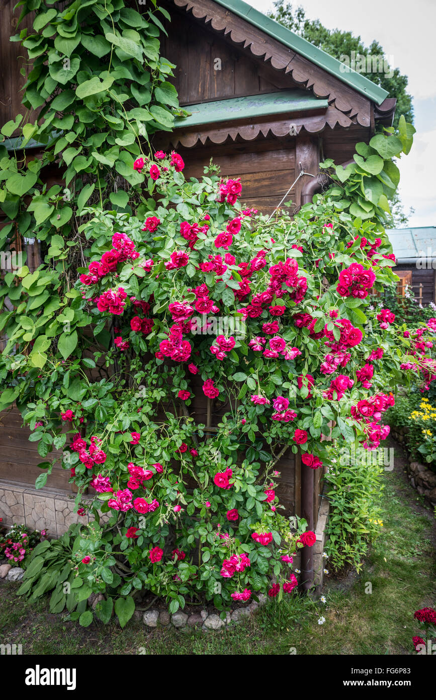 Red roses in small garden on polish countryside Stock Photo - Alamy