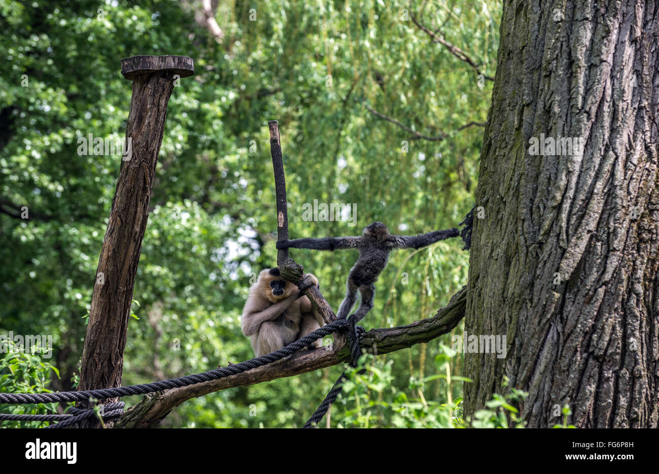 Monkeys On Rope High Resolution Stock Photography and Images - Alamy