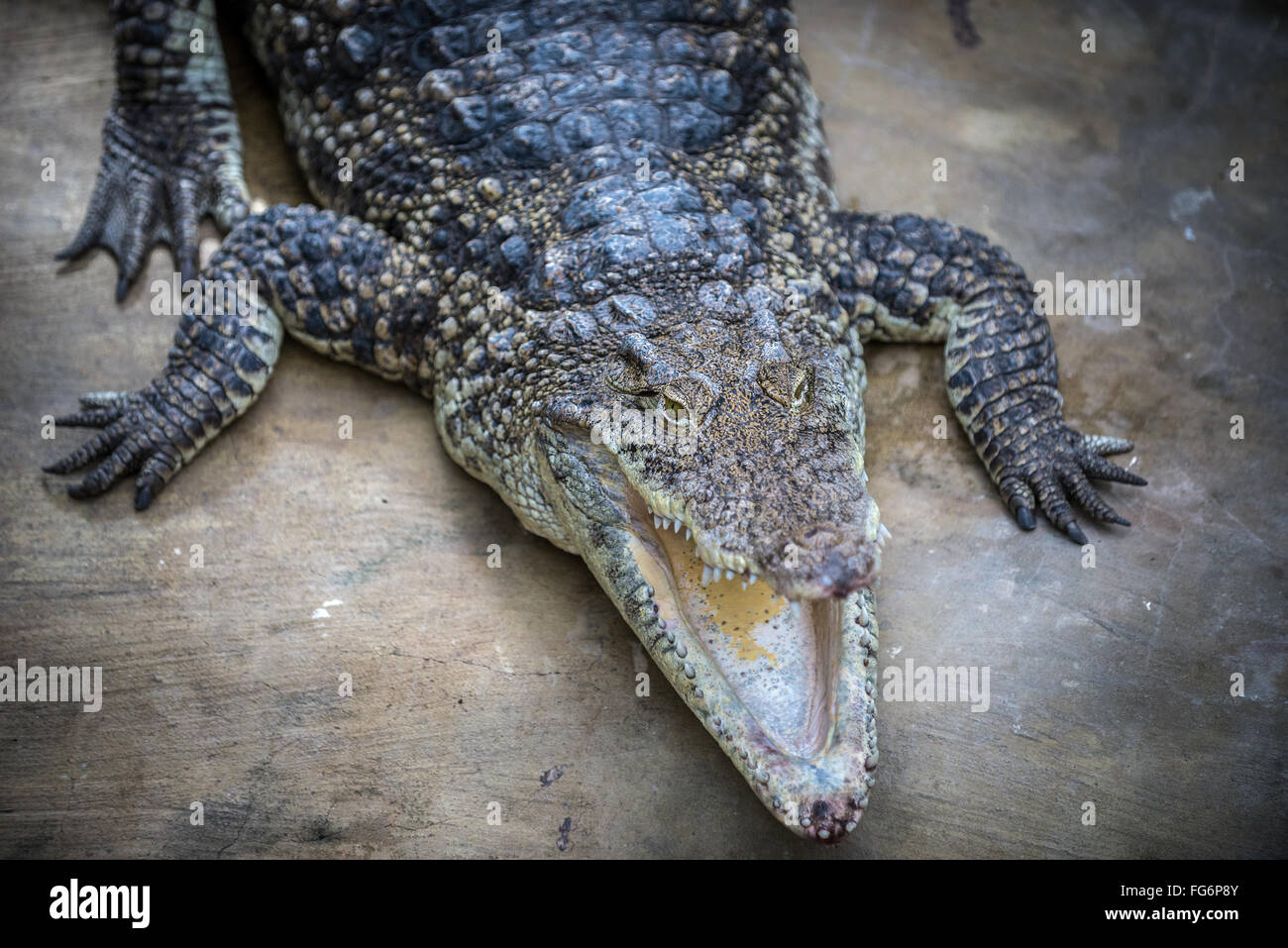 Cuban crocodile hi-res stock photography and images - Alamy