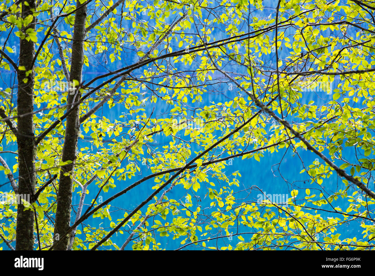 Bright green backlit leaves against a bluish background of forest ...