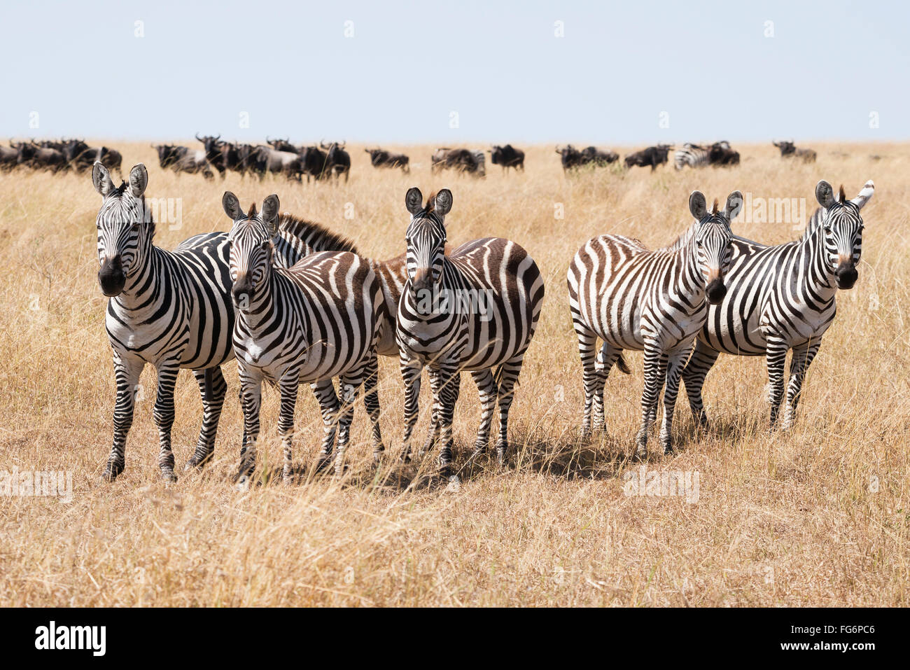 A Line Of Five Zebra (Equus Quagga) Stare At The Camera Surrounded By ...