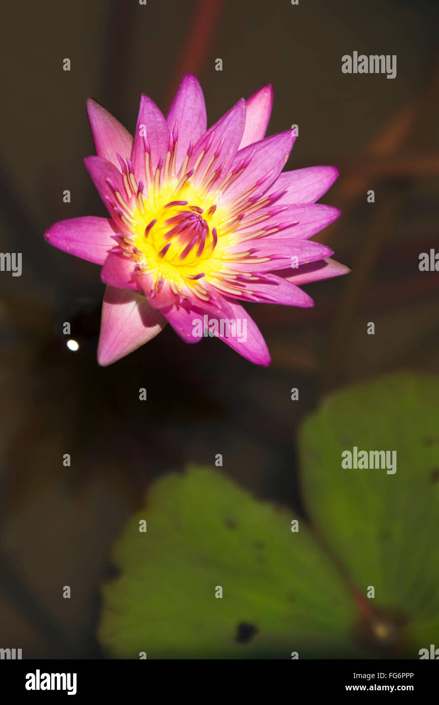 Lily kong hi-res stock photography and images - Alamy