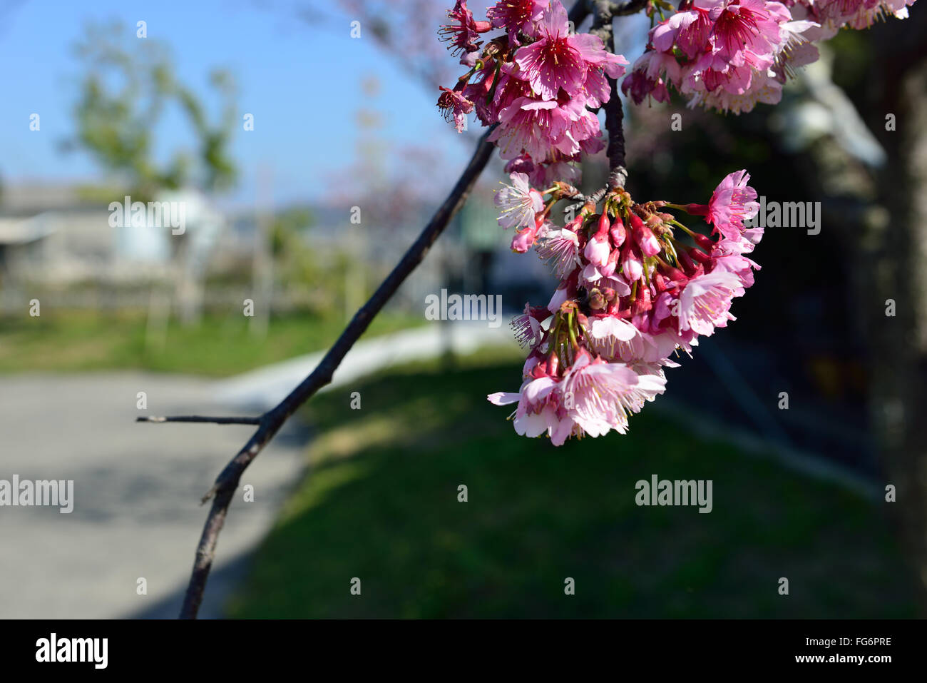 Large plum tree hi-res stock photography and images - Alamy