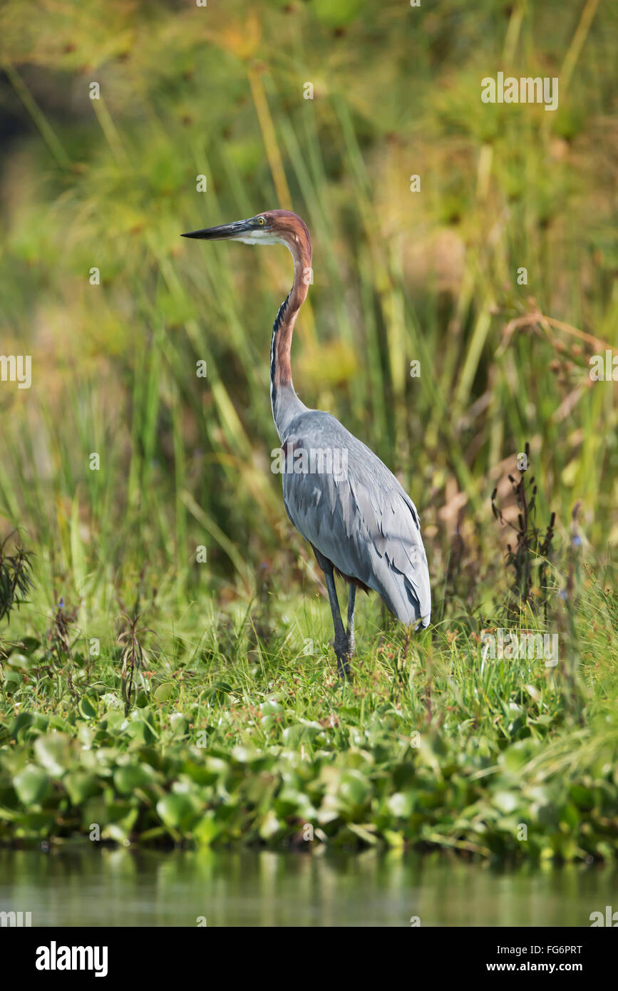 Profile of a goliath heron (Ardea goliath) standing in the green ...