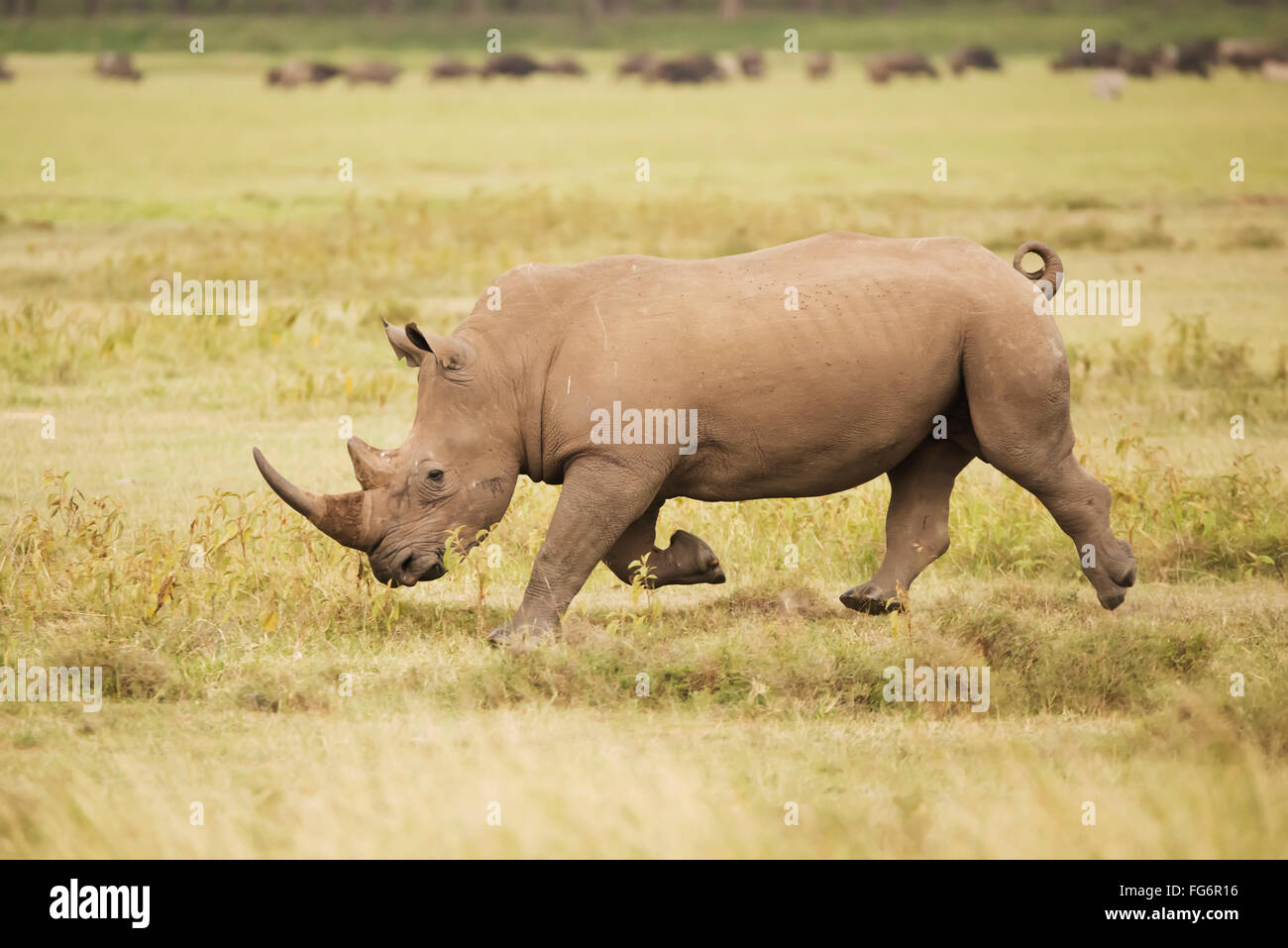 A rhinoceros is charging from right to left over the savannah with its ...