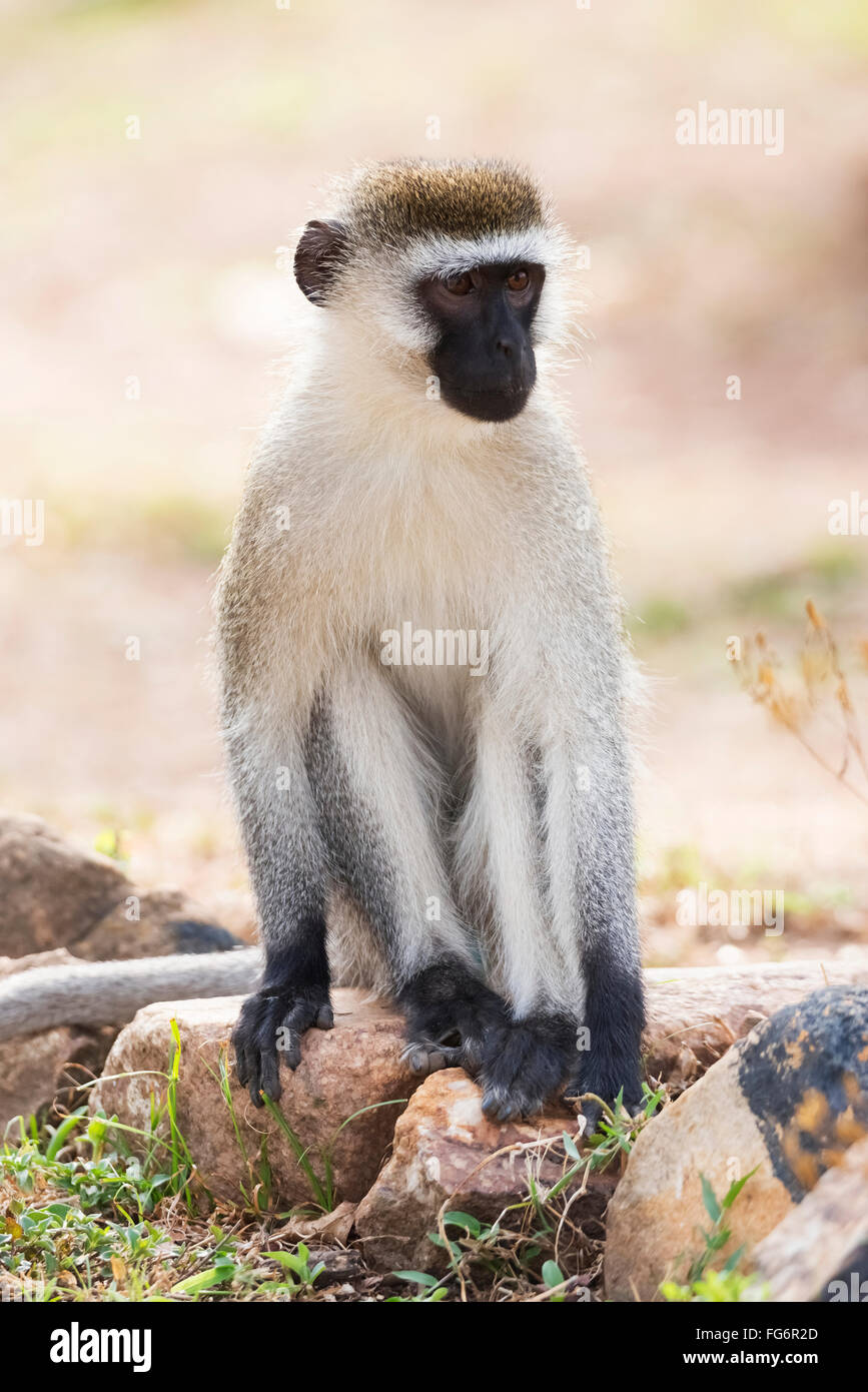 A male vervet monkey sitting on rocks in a dusty patch of ground with a ...