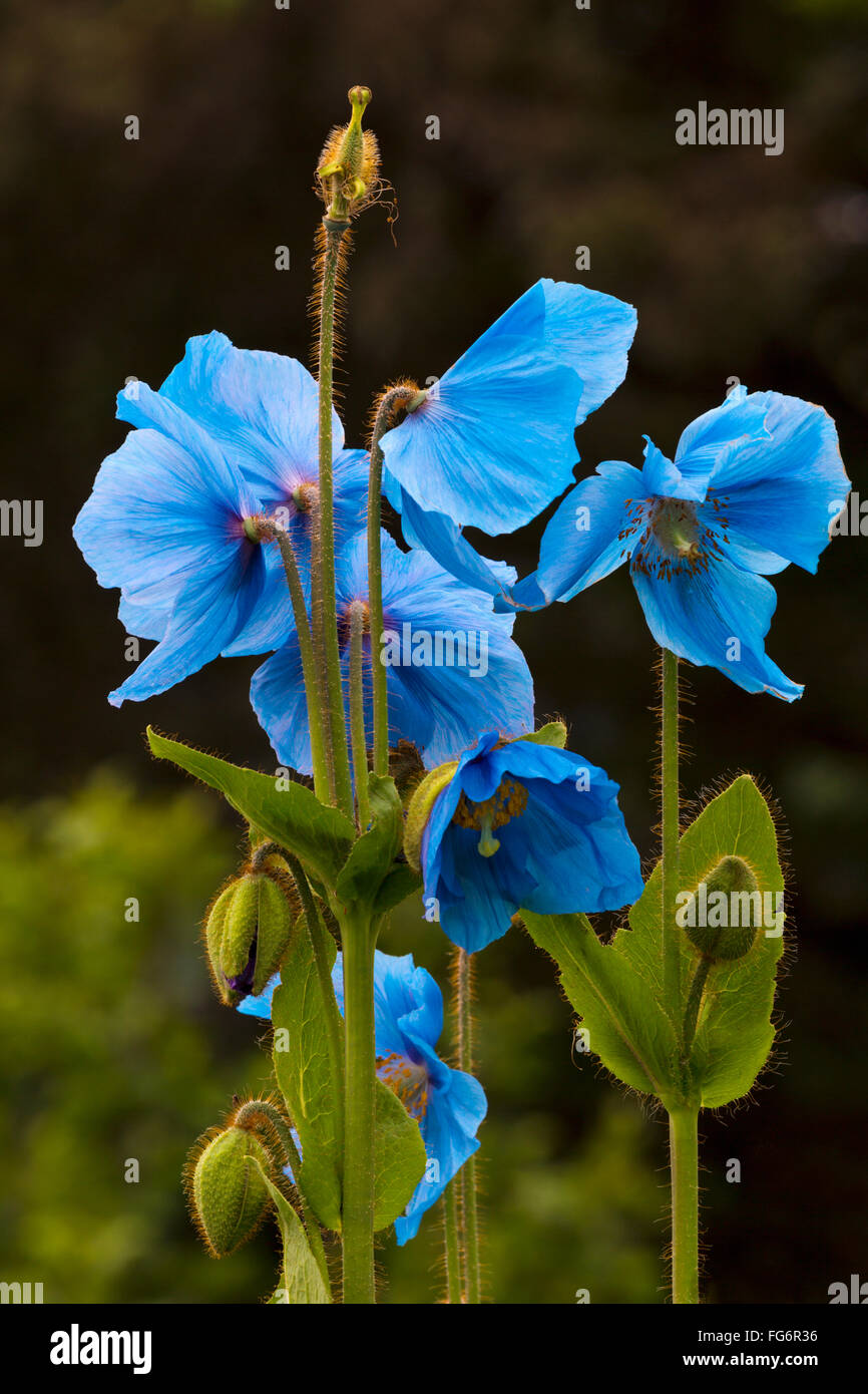 Blue poppies blooming in Kodiak, Alaska garden Stock Photo - Alamy