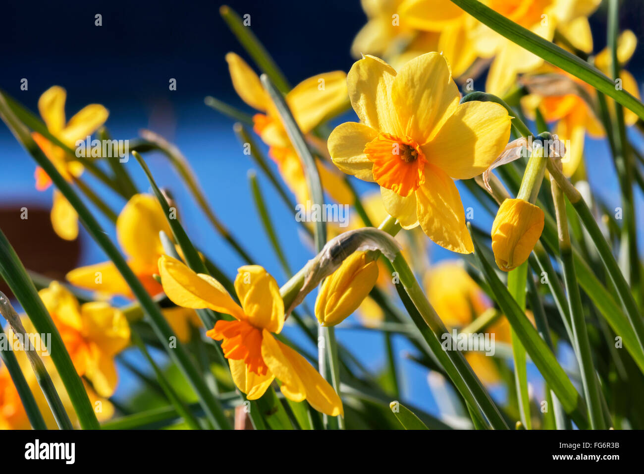 Orange and yellow daffodils in bloom in Kodiak, Alaska seaside garden ...