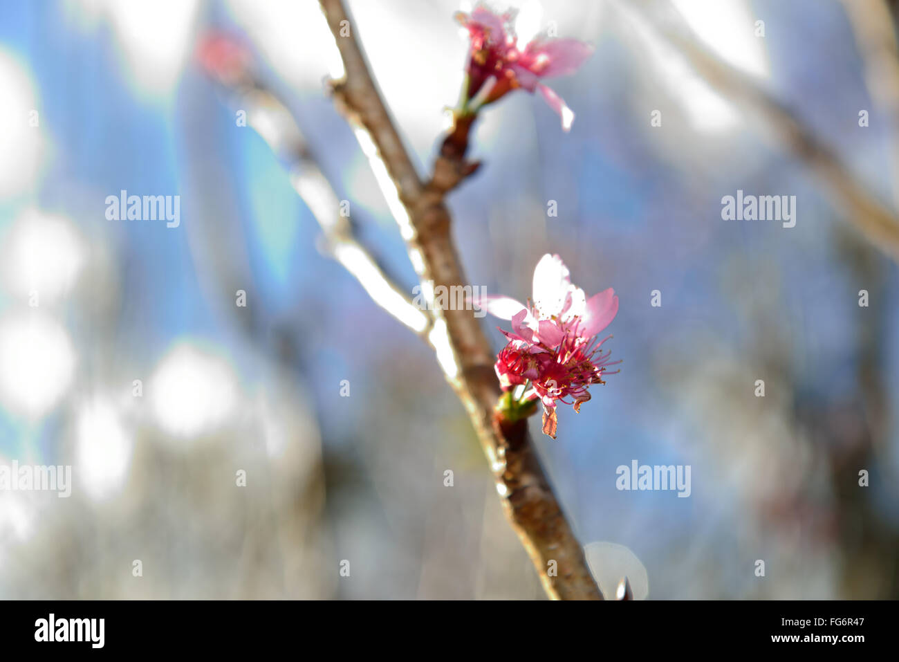 Close-up Plum Tree Stock Photo - Alamy