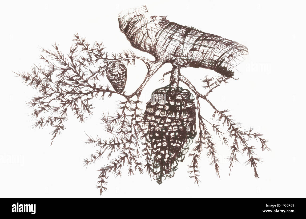Sketch of a pine cone hanging from a tree branch Stock Photo - Alamy