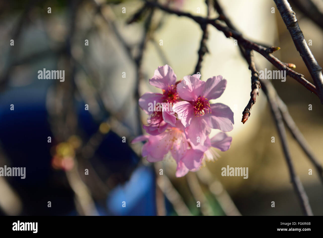 Large plum tree hi-res stock photography and images - Alamy