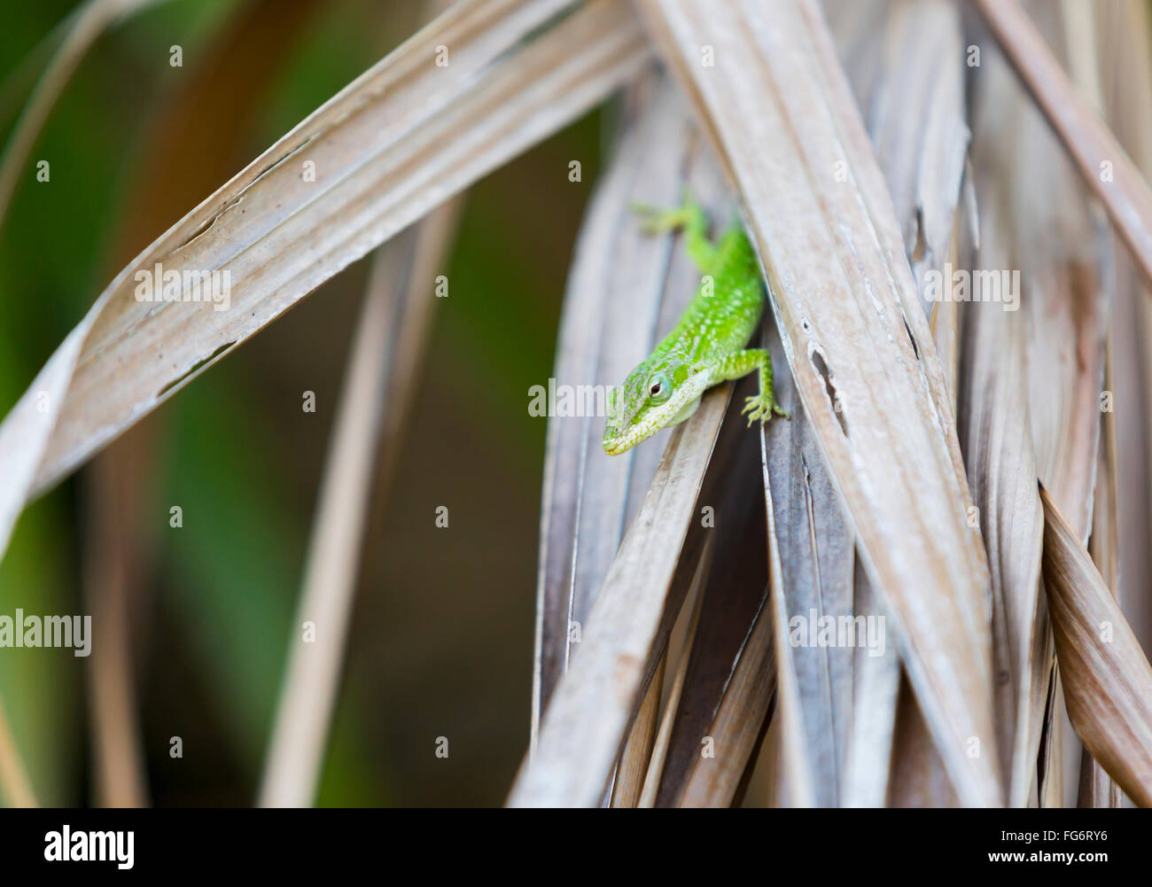 A green anole lizard peeks out from dried palm leaves in a garden ...