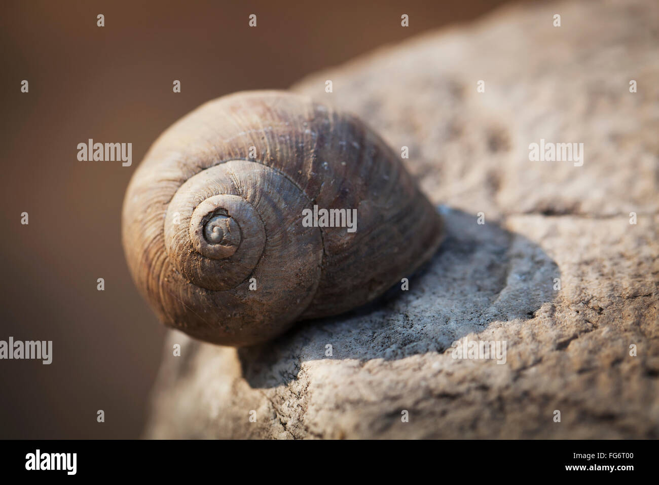 Snail shell on a wall at the stone ruins of a biblical site; Thyatira ...