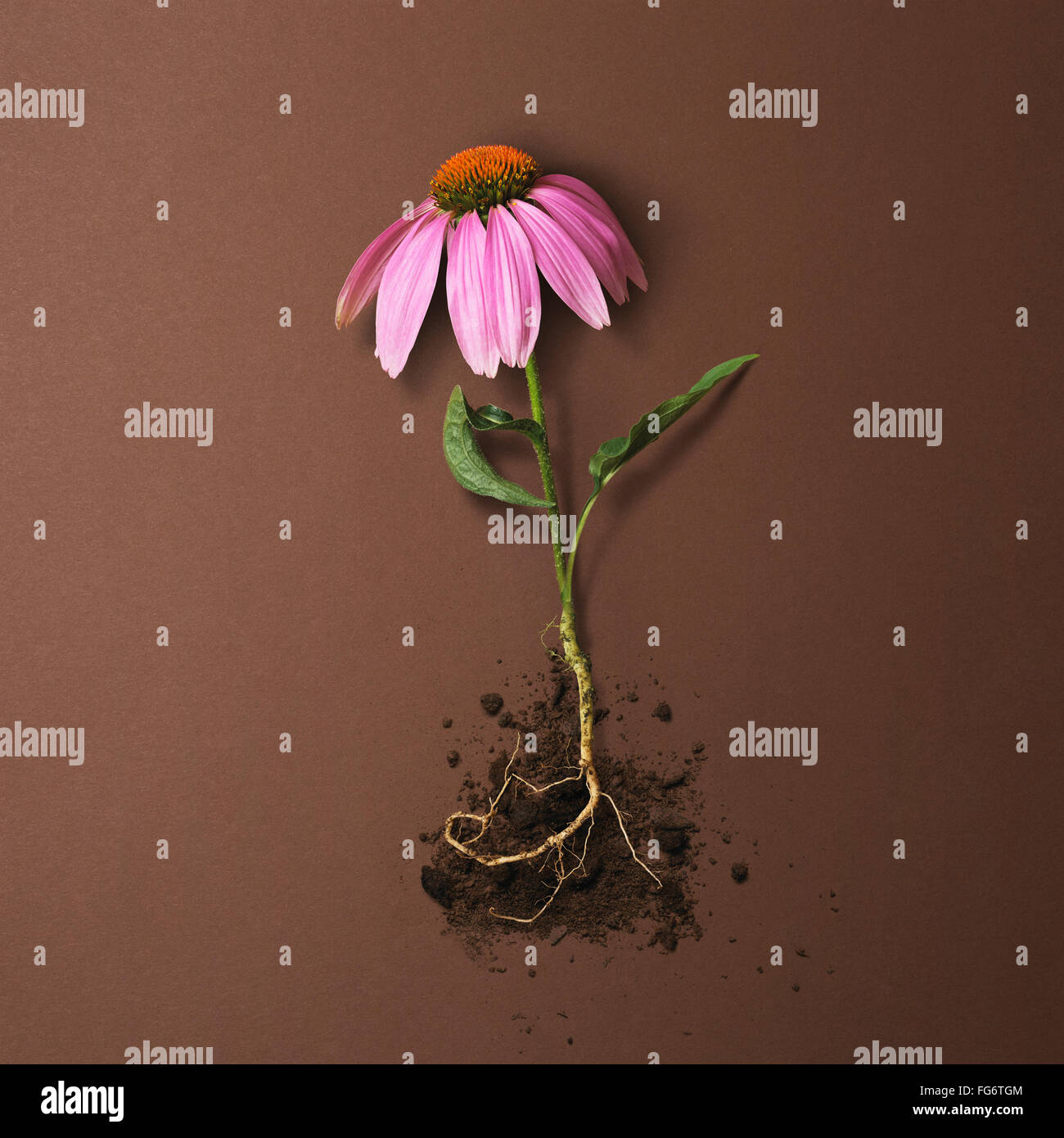 Daisy roots hi-res stock photography and images - Alamy