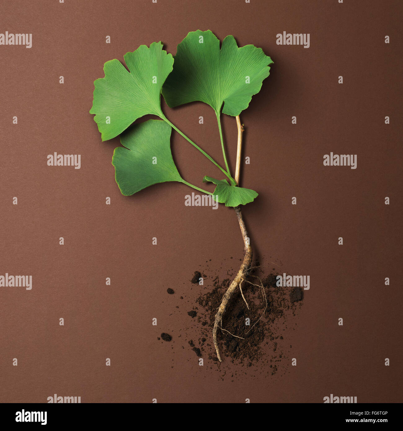 Plant with green leaves and roots exposed with soil on a brown ...