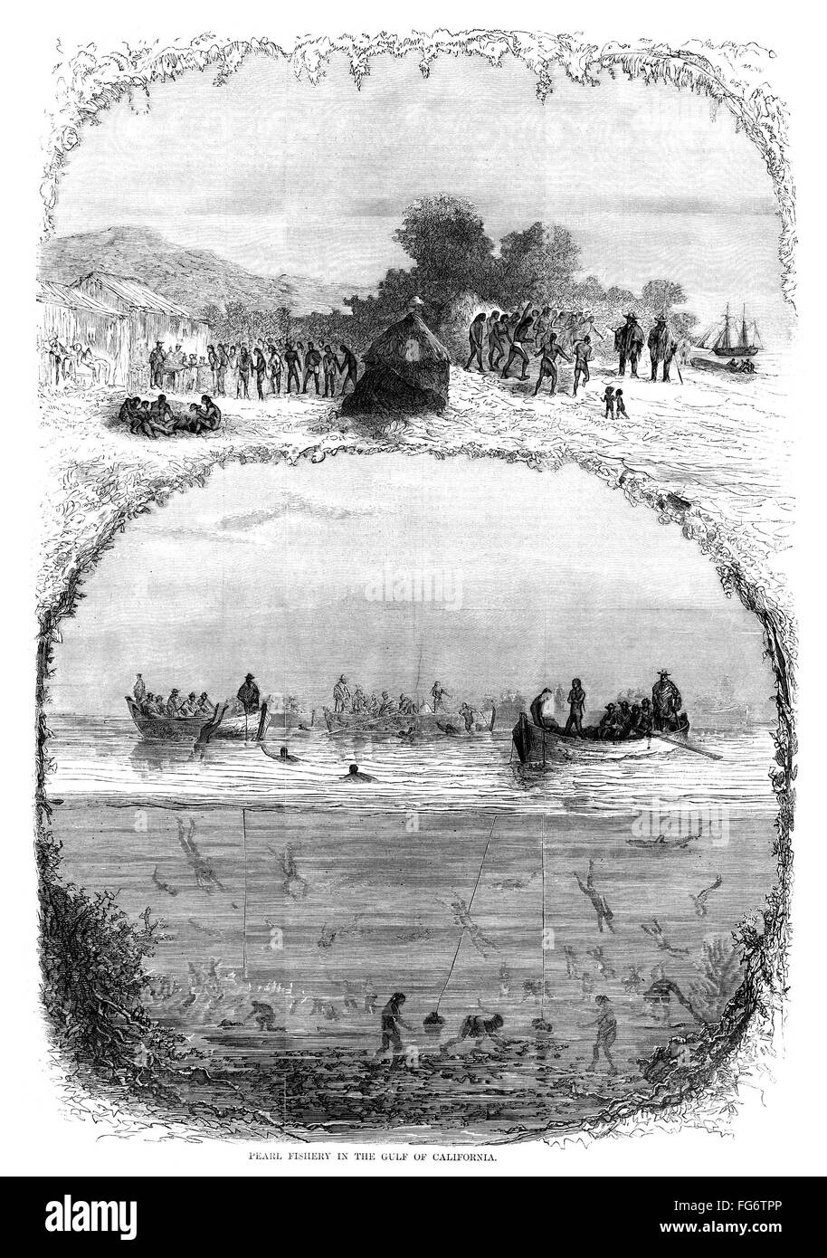 American pearl hi-res stock photography and images - Alamy