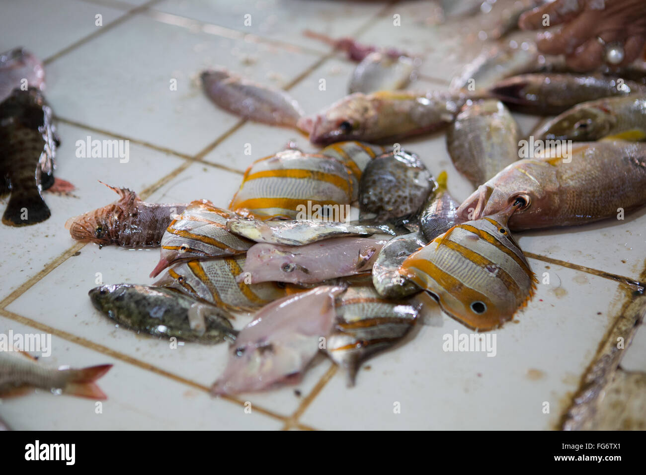 Fish depletion hi-res stock photography and images - Alamy