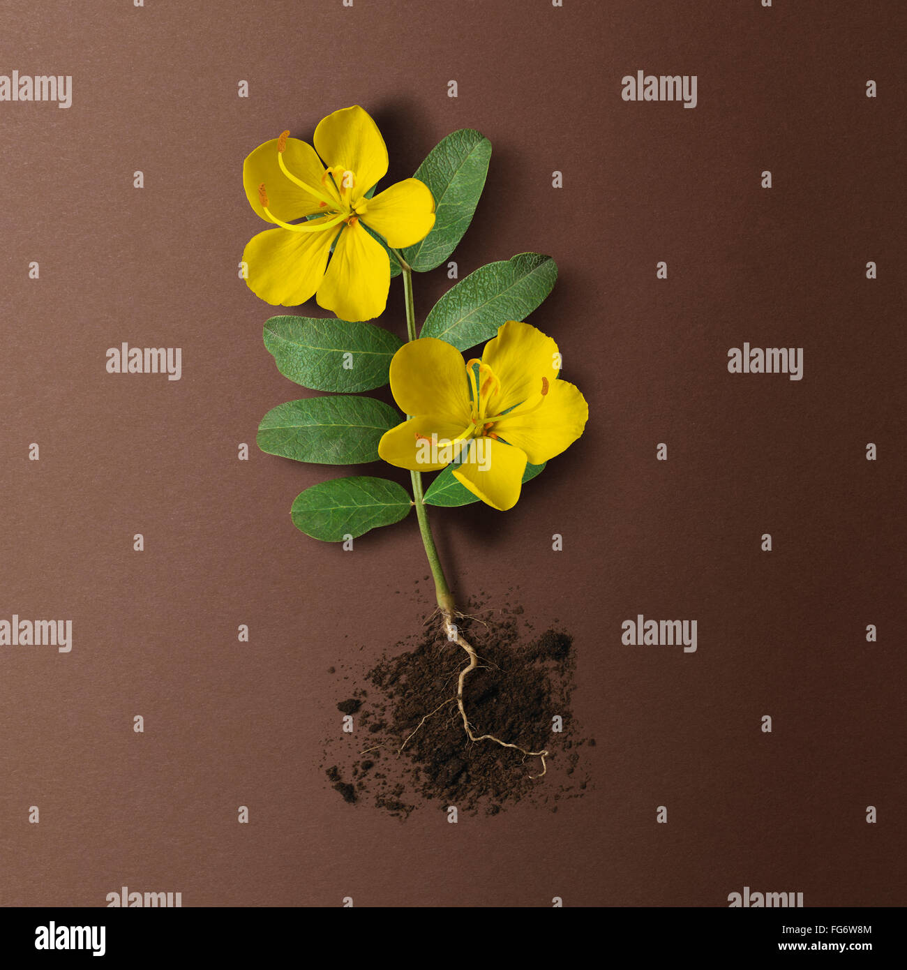 Plant with yellow flowers and roots exposed and soil on a brown ...