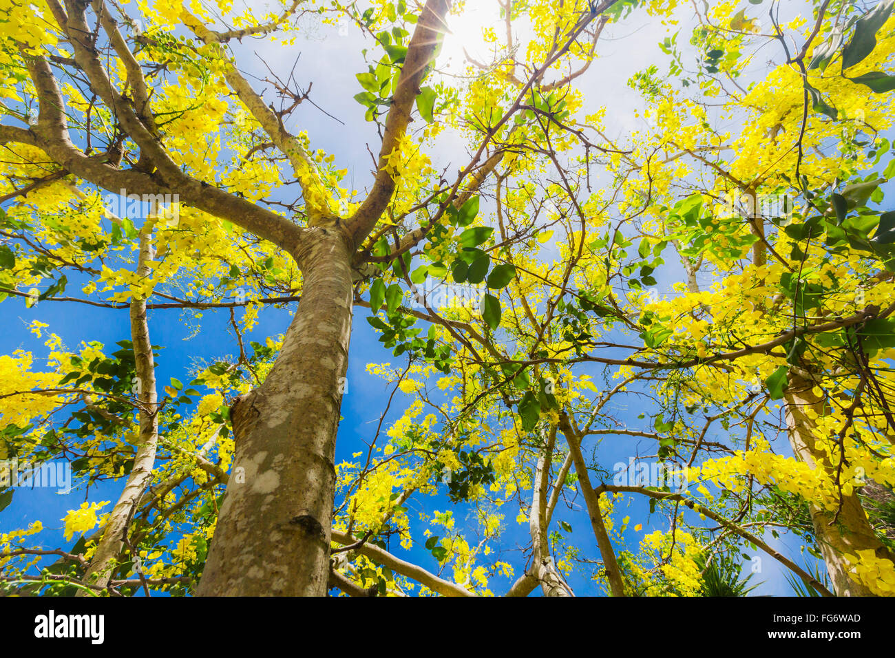 This Yellow Flowering Tropical Tree Blooms In Spring With Sunlight And ...