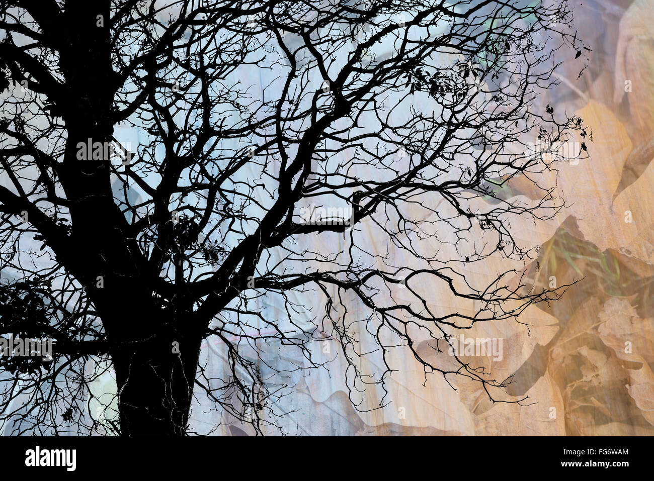 Tree skeleton hi-res stock photography and images - Alamy