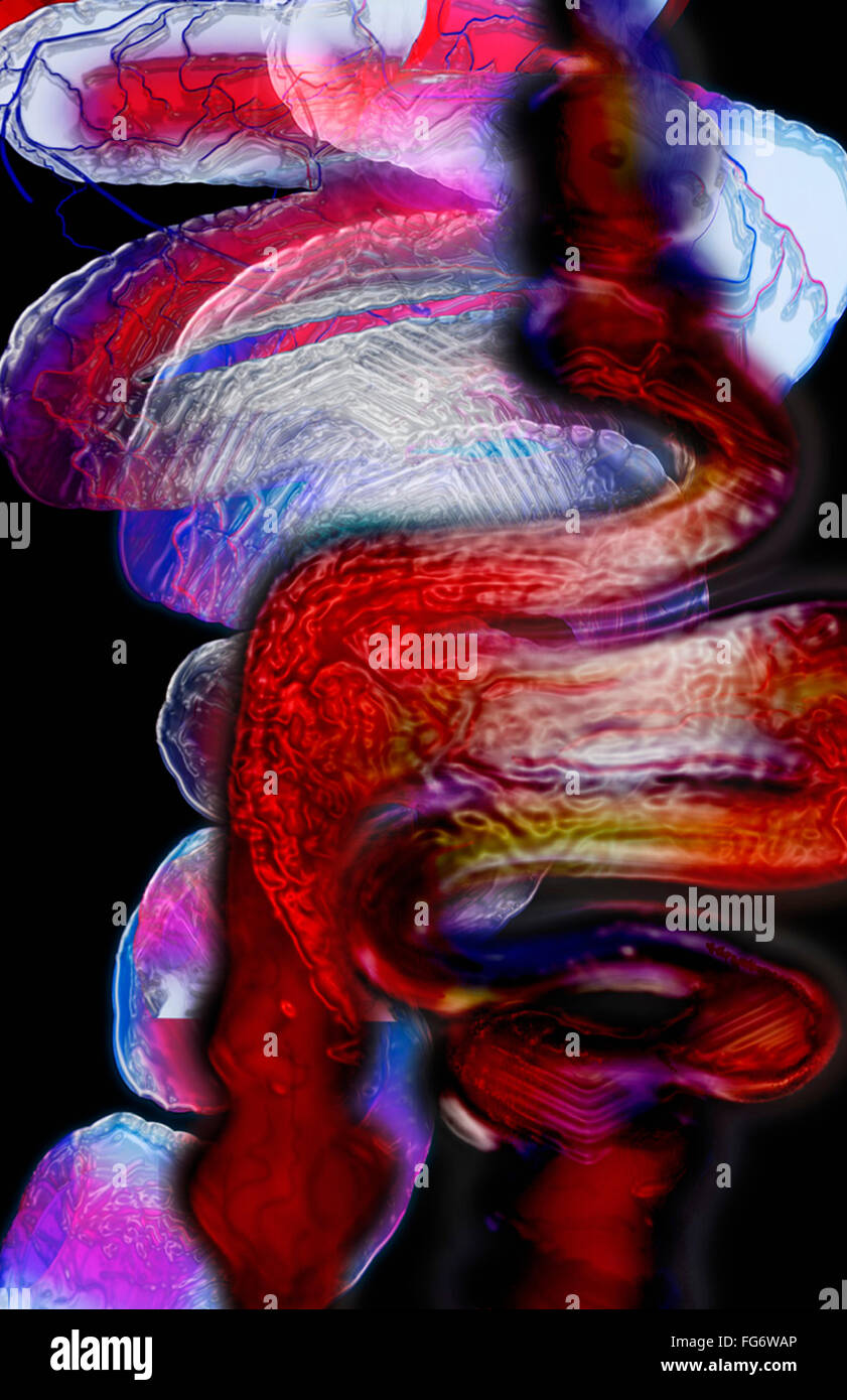 Guts intestine hi-res stock photography and images - Alamy