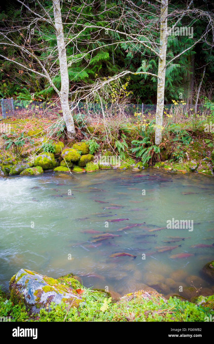 Coho coming up river into the fishery; Chilliwack, British Columbia ...