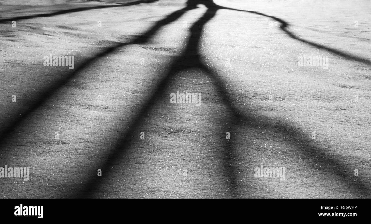 Harsh shadows upon the snow being cast by the sun behind trees; Alberta ...