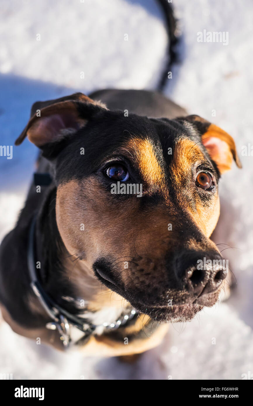 Walker Hound German Shepherd Mix