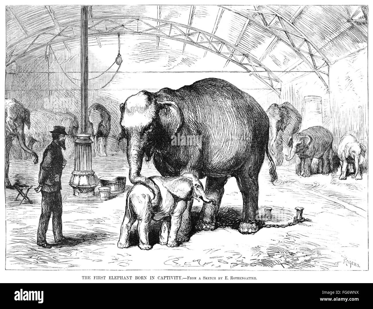 BABY ELEPHANT, 1880. /nThe first elephant born in captivity, with the ...