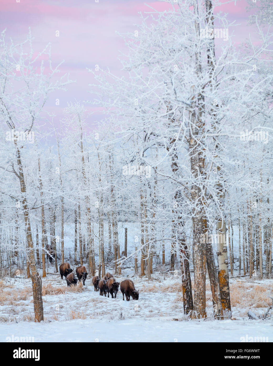 Elk island national park winter hi-res stock photography and images - Alamy