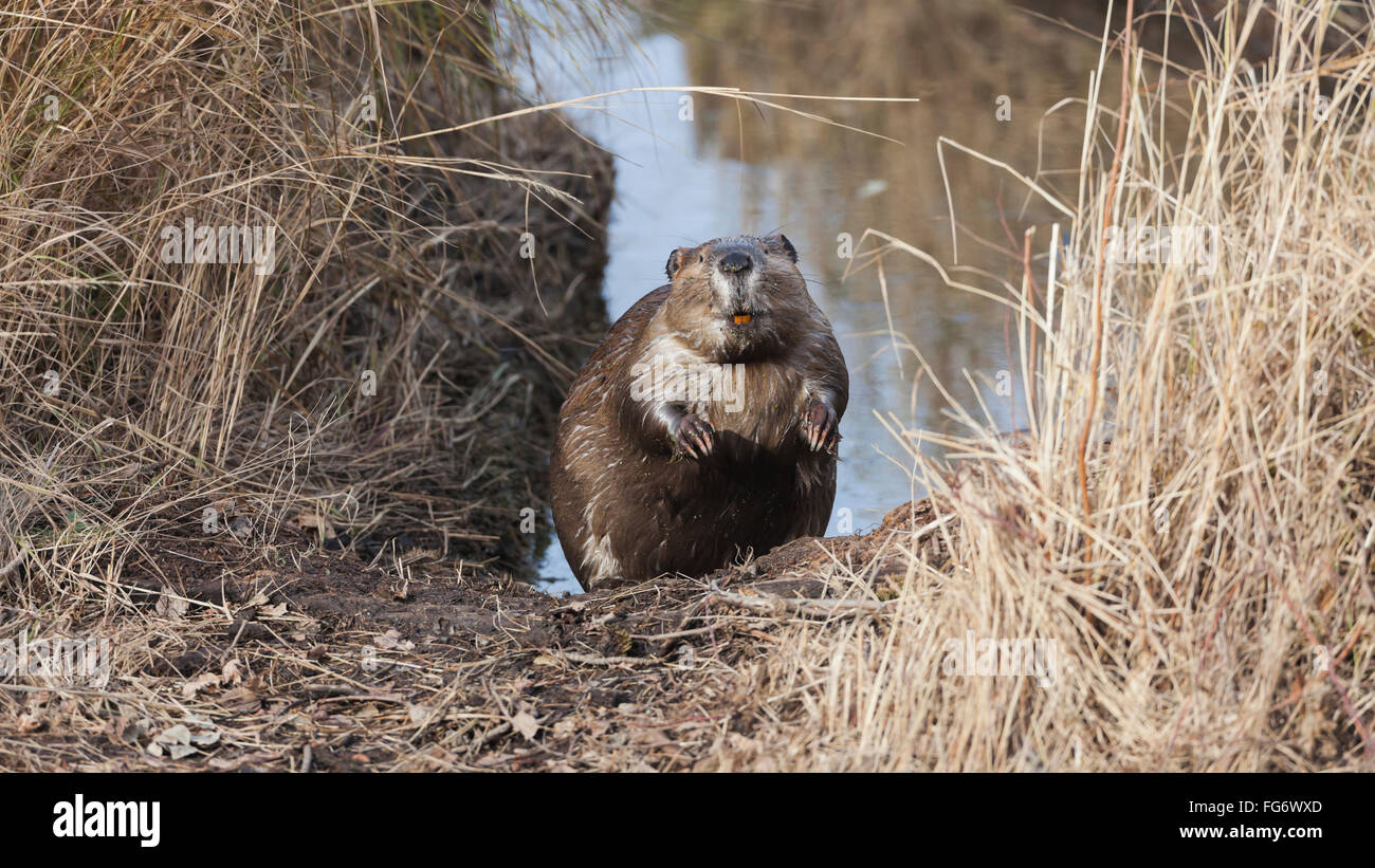 Beaver (castor canadensis) at the water's edge, Elk Island National ...