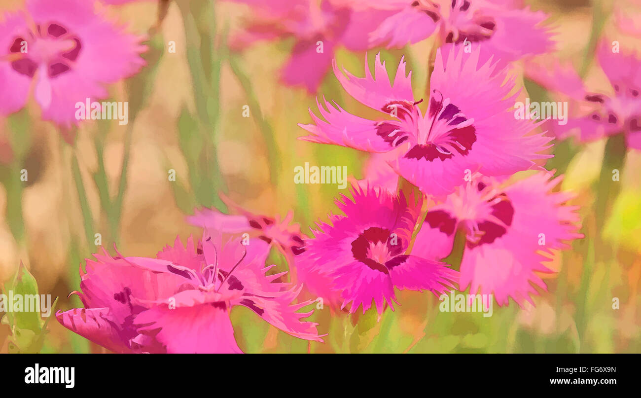 Painting of pink flowers in a garden; Alberta, Canada Stock Photo - Alamy