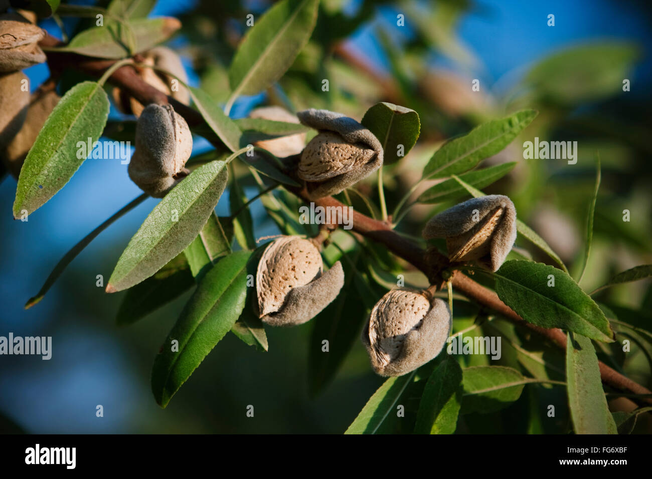 Agriculture - Close-up of mature almonds on the tree with hulls cracked ...
