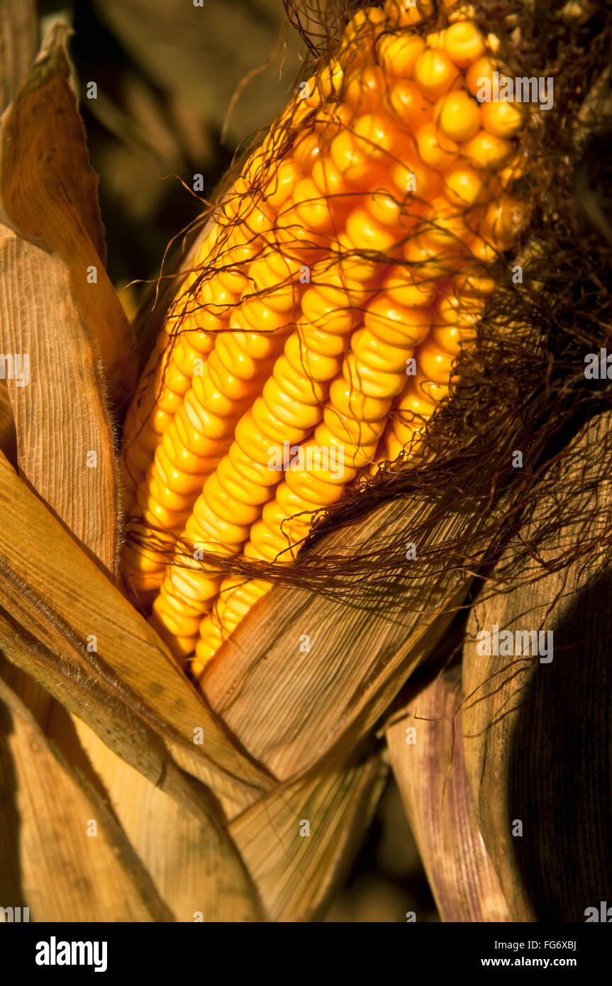 Close-up of an ear of harvest ready grain corn on the stalk, with the ...