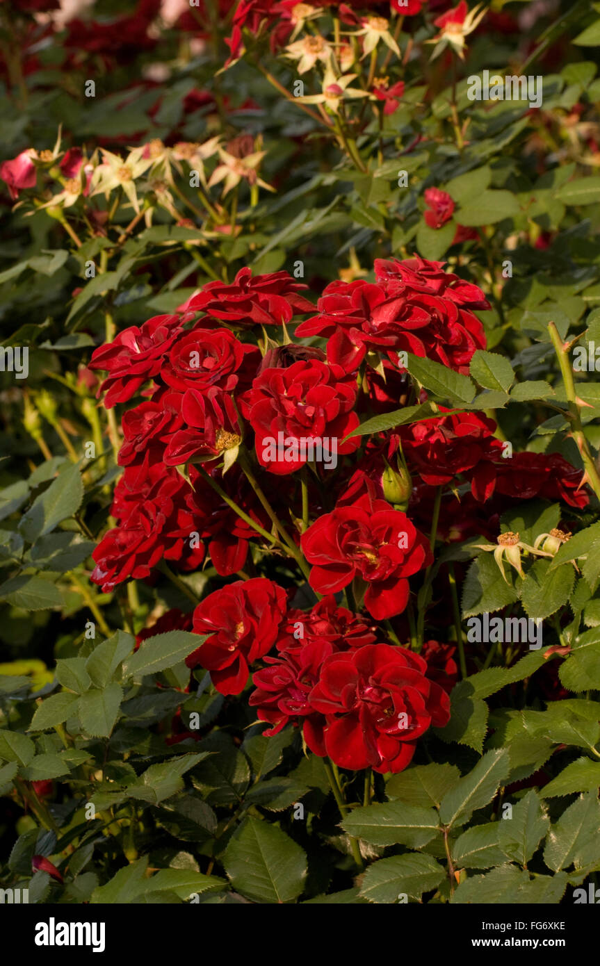 Raven species hi-res stock photography and images - Alamy