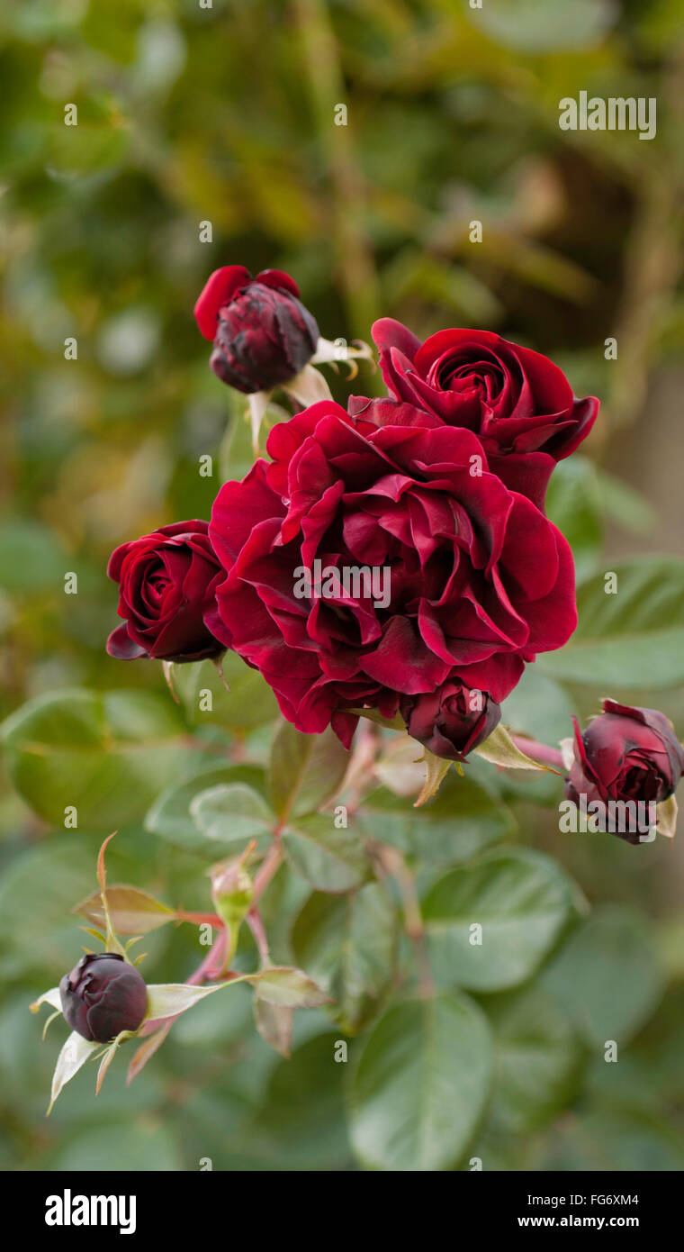 Rosa jazz hi-res stock photography and images - Alamy