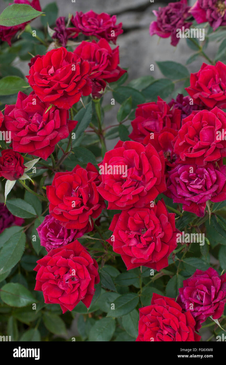 Rose , Rosa THAT'S JAZZ Stock Photo - Alamy