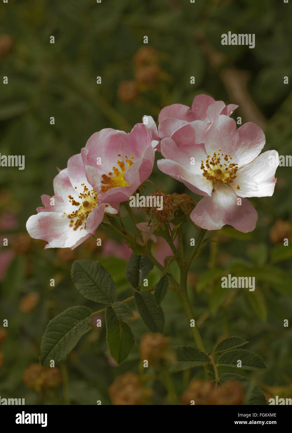 Andersonii hi-res stock photography and images - Alamy
