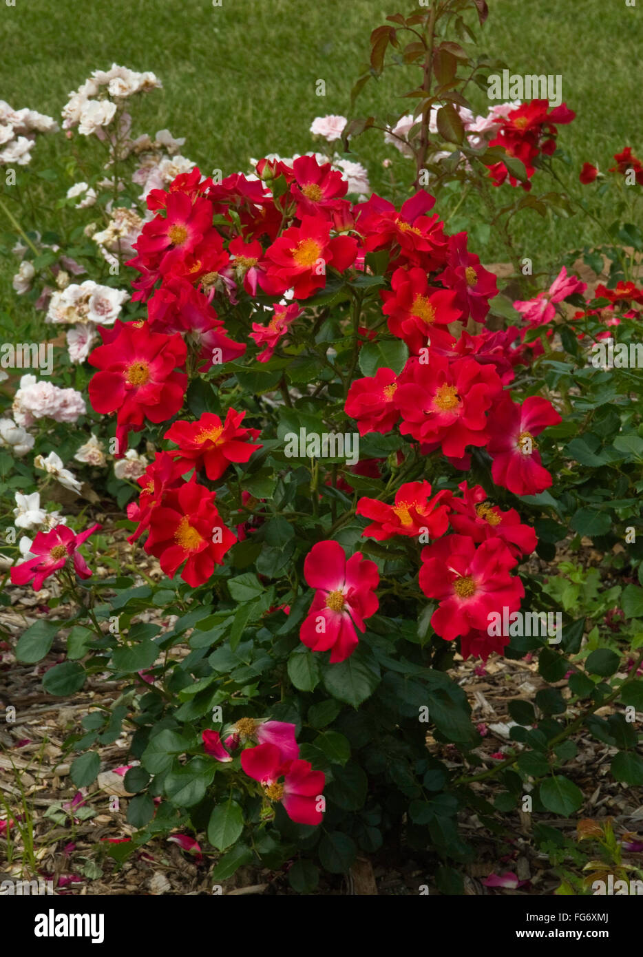 Rose , Rosa `Dragon Eye` Stock Photo - Alamy