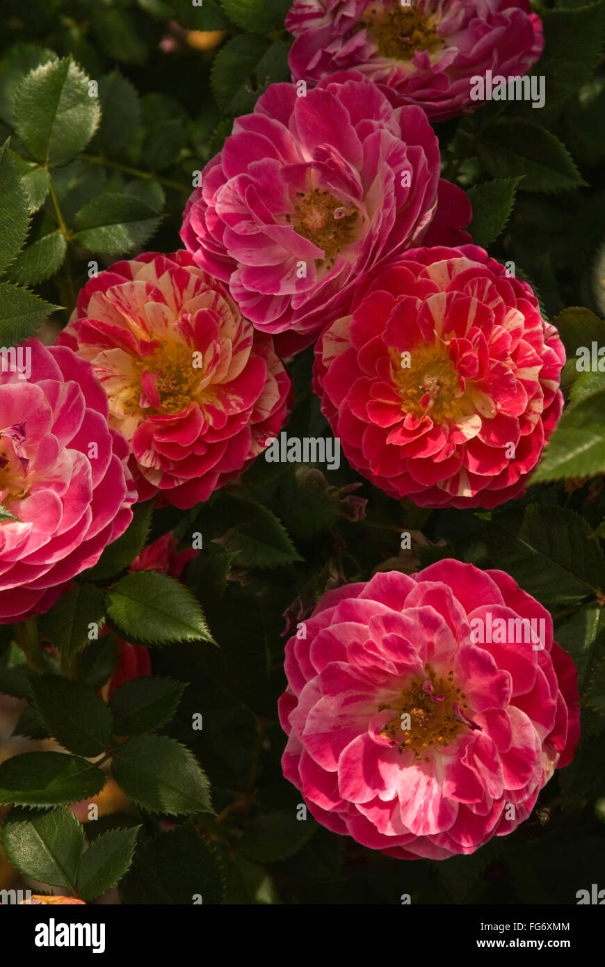 Rose, Rosa , Fiesta Stock Photo - Alamy