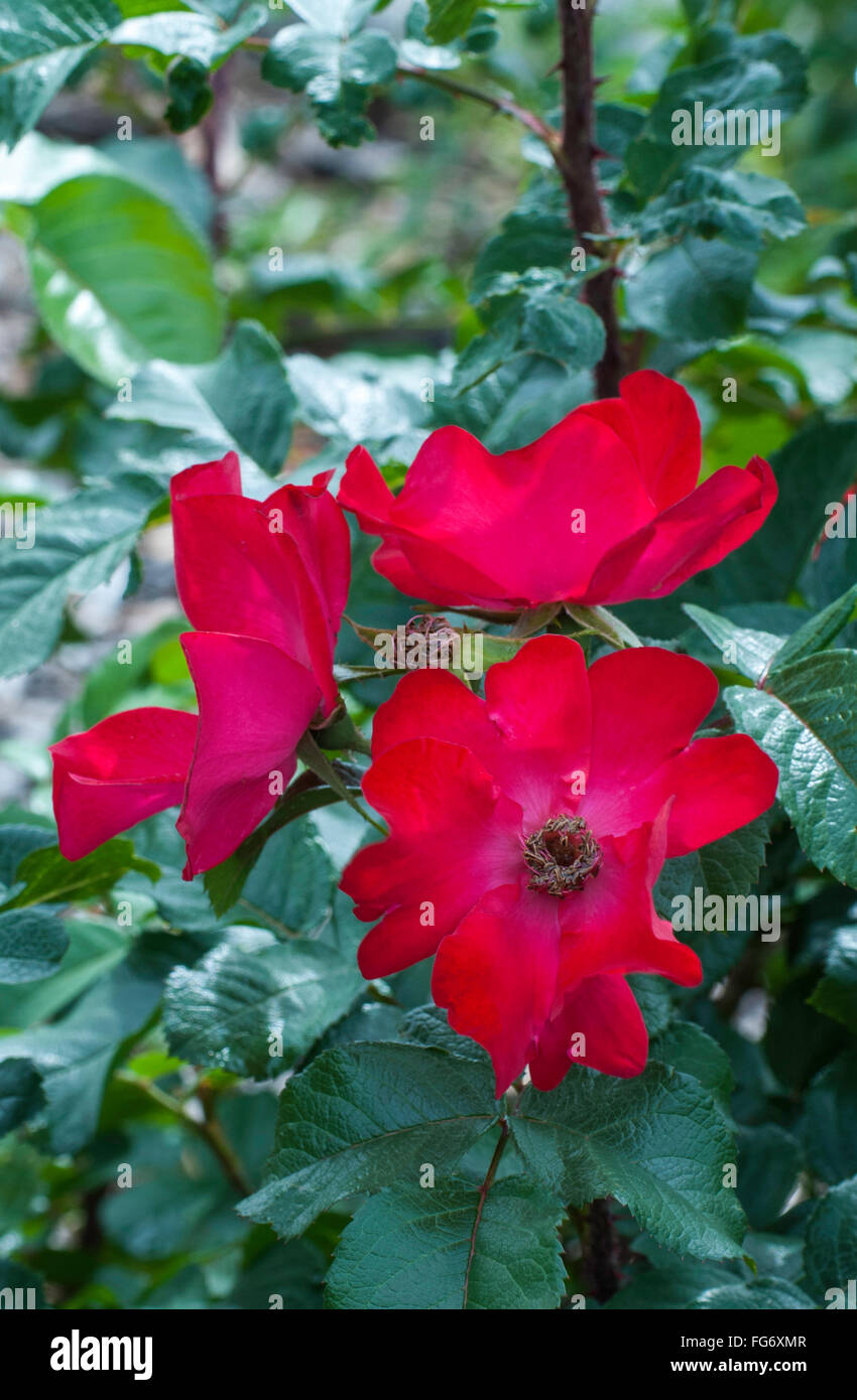 Rose robusta hi-res stock photography and images - Alamy