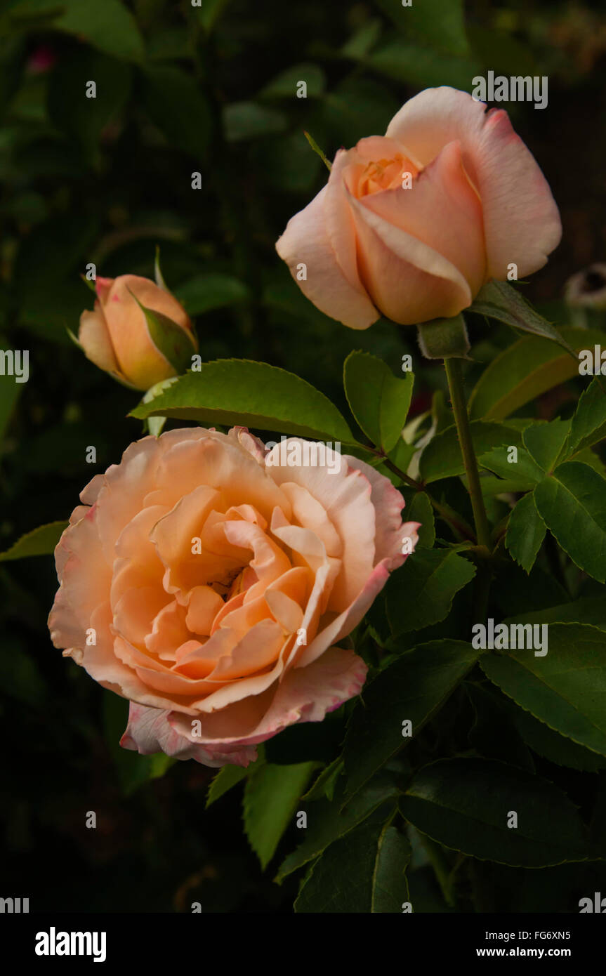 Rose, Rosa , Apricot Queen Stock Photo - Alamy