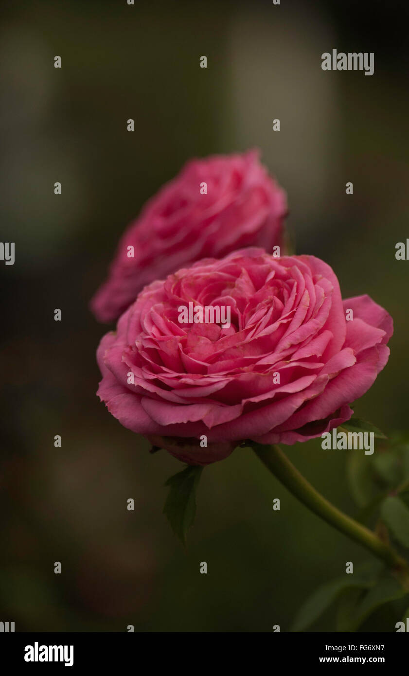 Rose, Rosa , AUGUST RENOIR Stock Photo - Alamy