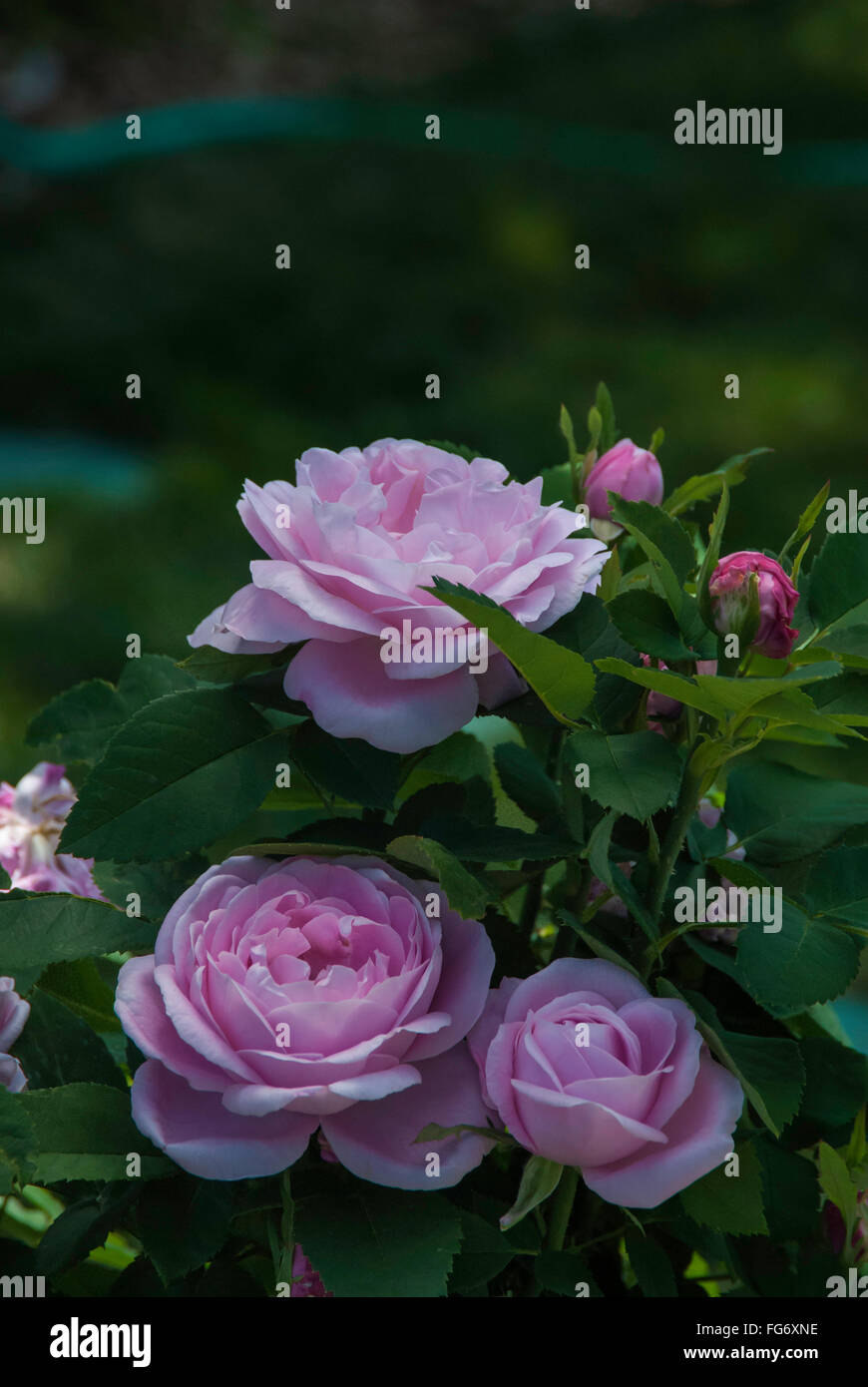 Baronne edmond de rothschild hi-res stock photography and images - Alamy