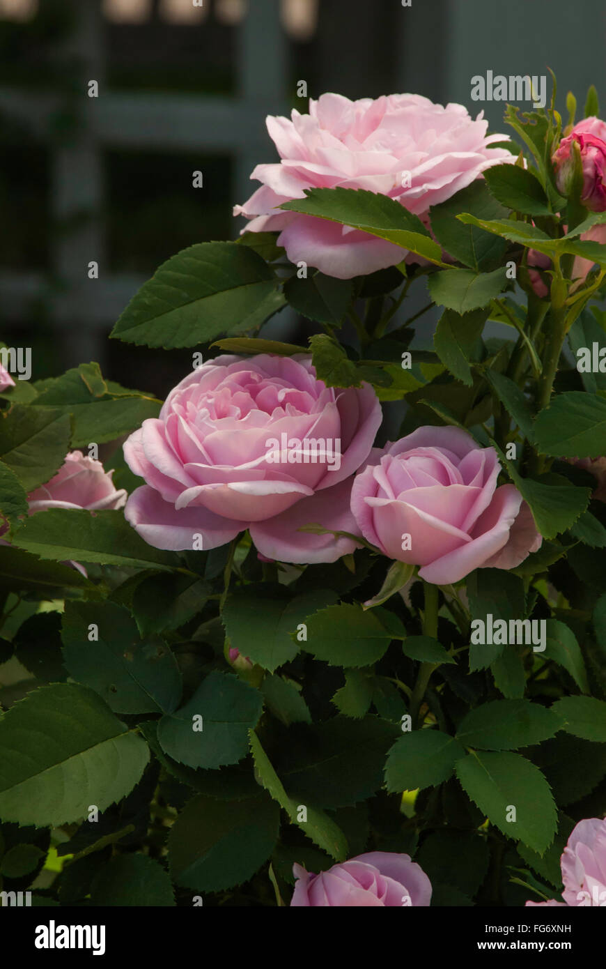 Edmond de rothschild hi-res stock photography and images - Alamy