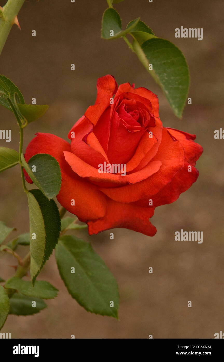 Rose, Rosa , BING CROSBY Stock Photo - Alamy