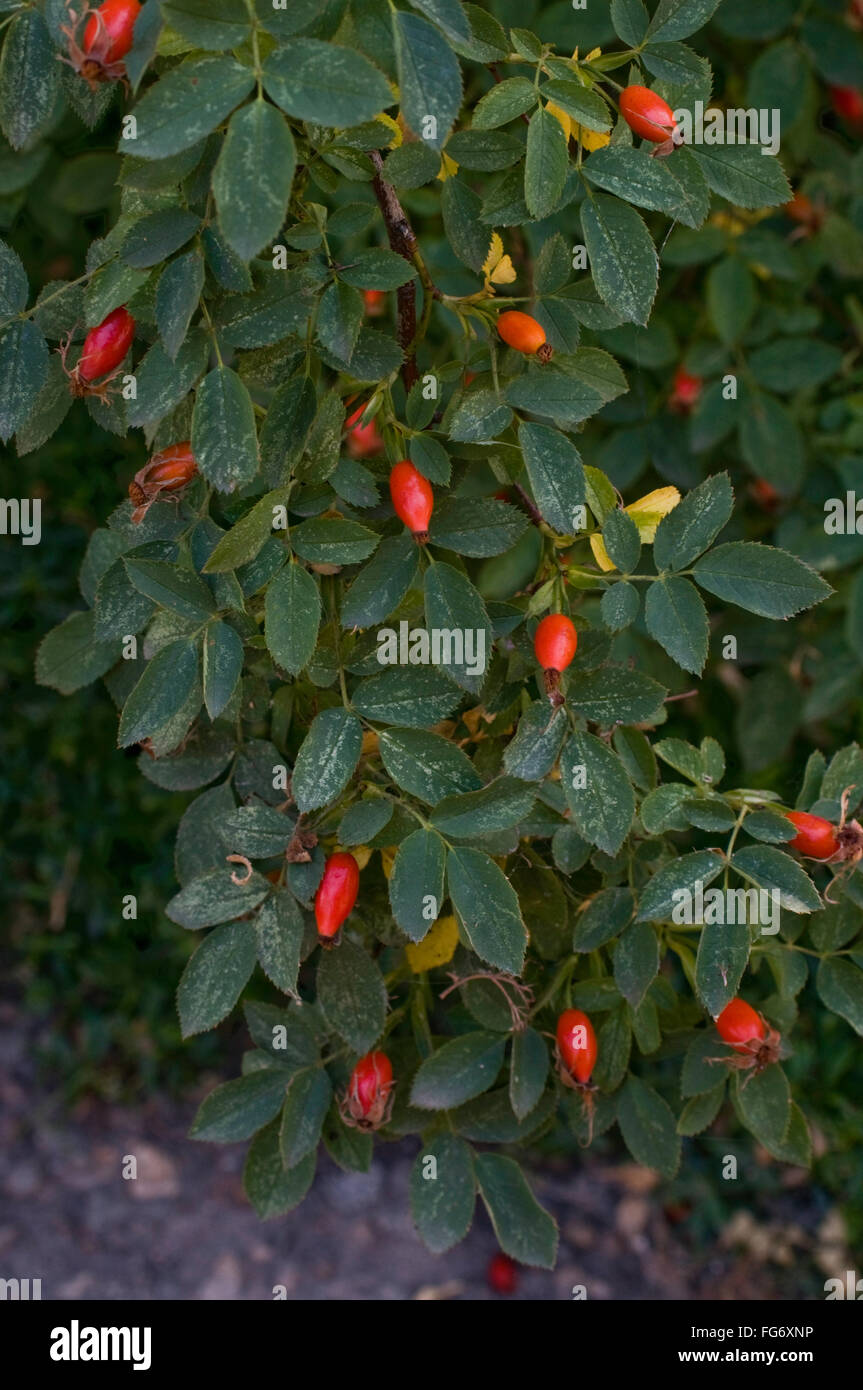Rose, Rosa , Carefree Beauty., hips, seed pods Stock Photo - Alamy