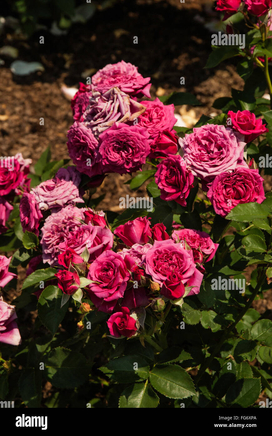 Floribunda roses hi-res stock photography and images - Alamy